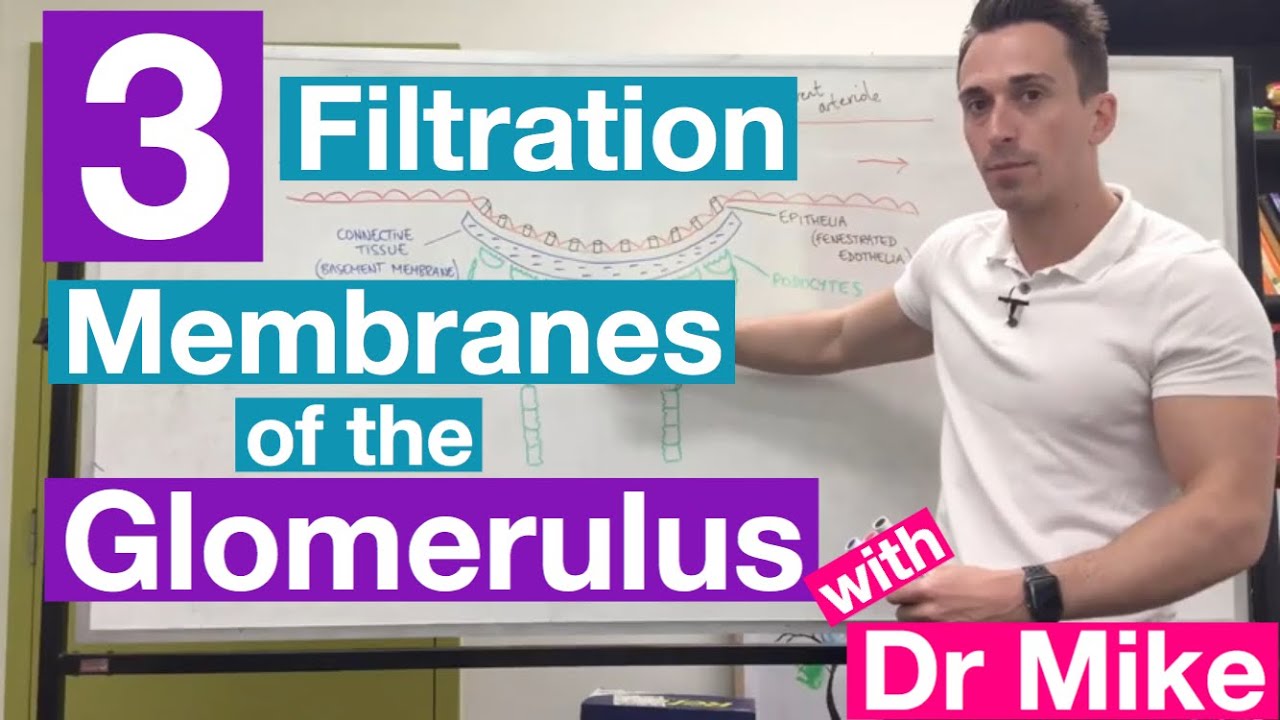 Nephron Filtration Unit The Ultimate Guide Transtutor Blog