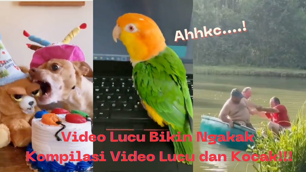 Video Lucu Bikin Ngakak Kocak Dan Menghibur Kumpulan Video Lucu
