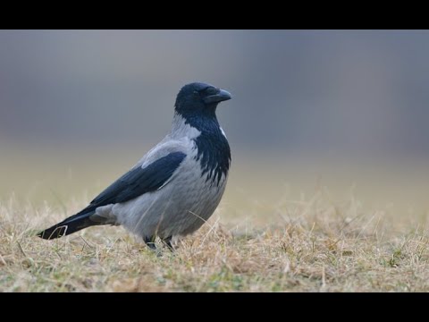 Hooded Crow 1h Bird Sound Youtube
