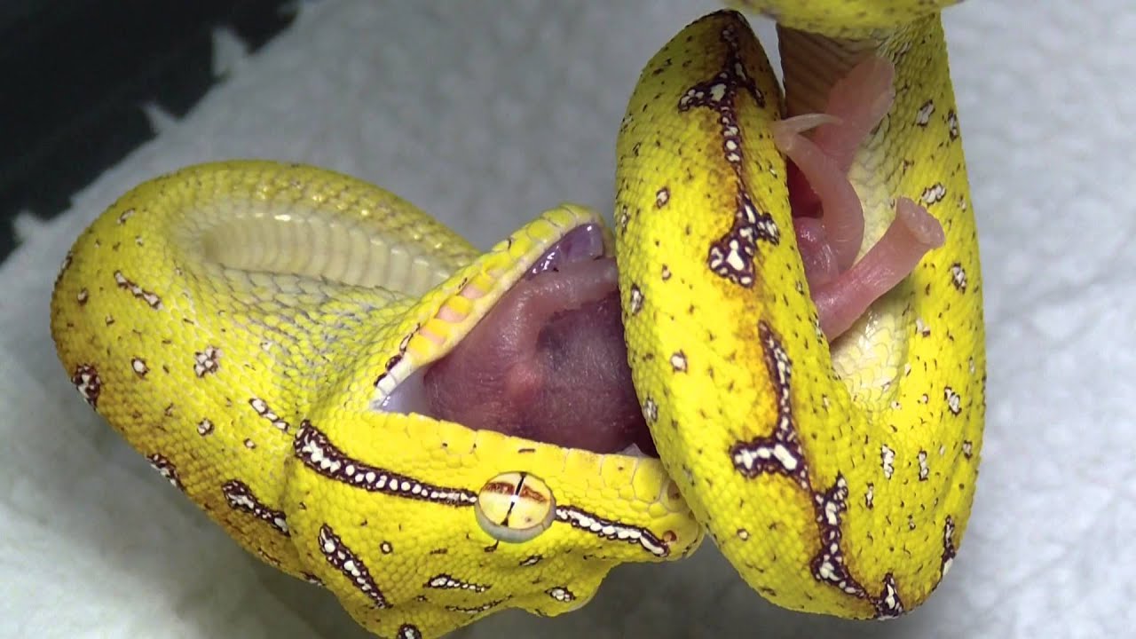 What Eats Green Tree Pythons At Molly Carmichael Blog