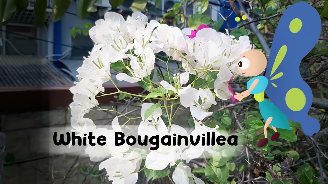 White Bougenville Youtube