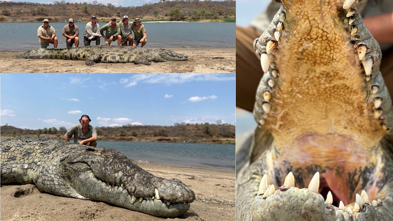 Zambezi River Crocodiles