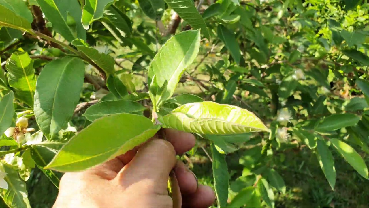 Why I Pinch Off Guava Tree Tips In Summer Youtube