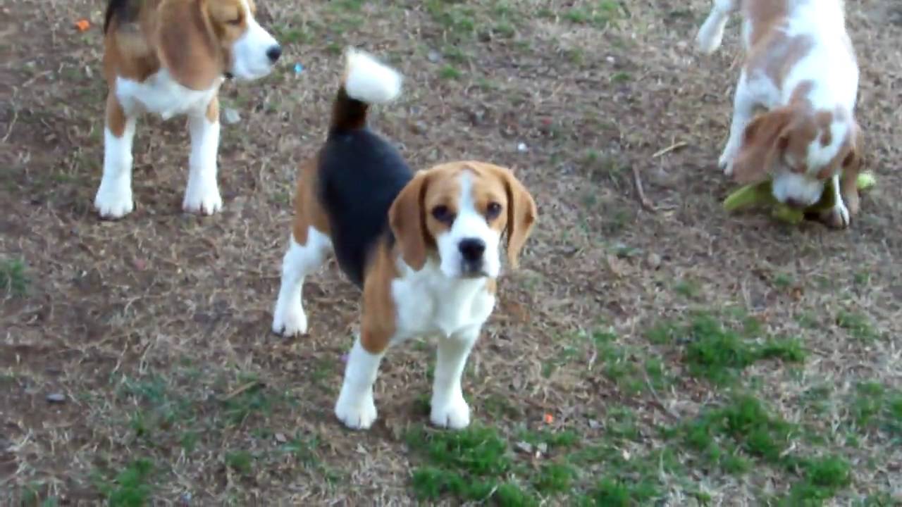 Beagles Playing Youtube