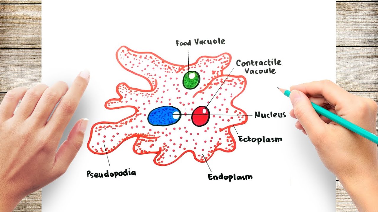 Amoeba Diagram Drawing Cbse Easy Way Labeled Science 50 Off