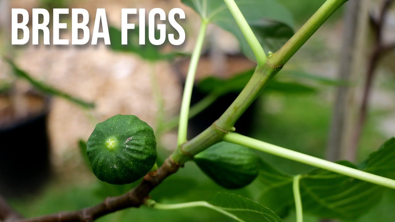 Breba Figs What Are They The Fig Varieties That Produce Them Youtube