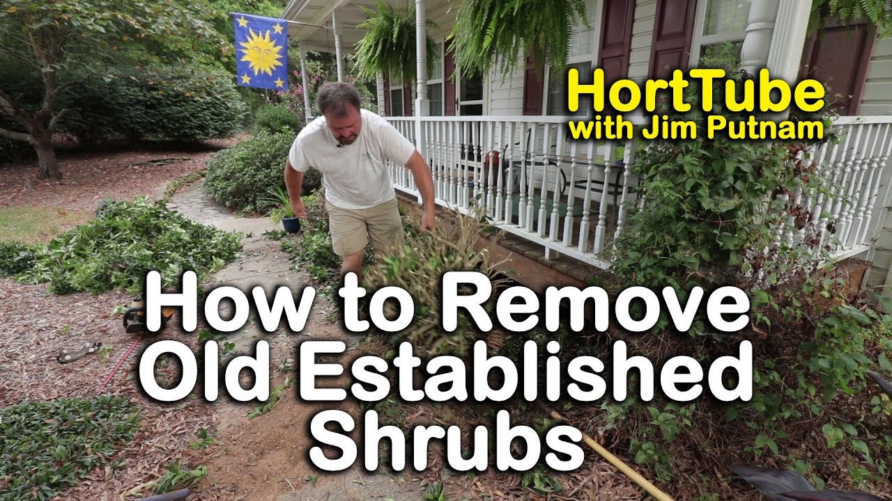 How To Remove Old Established Shrubs Digging Out Well Anchored Plants