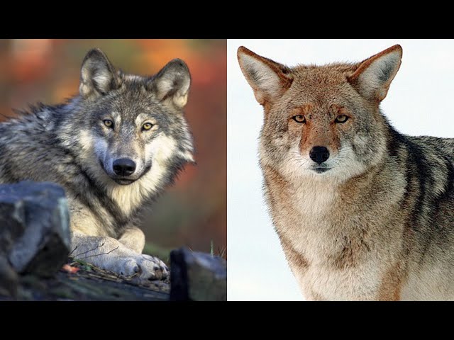 Coyote Vs Wolf