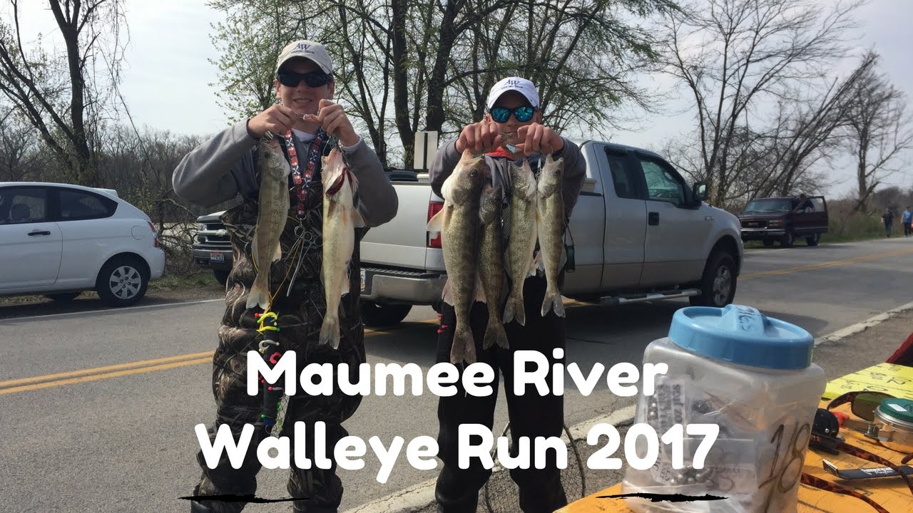 Maumee River Walleye Run April 2017 Youtube