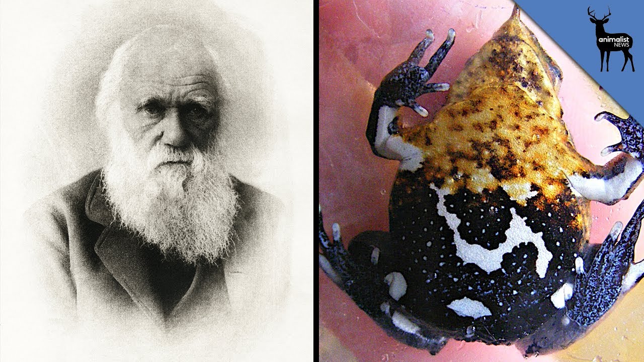 Darwin S Frog Officially Extinct Youtube