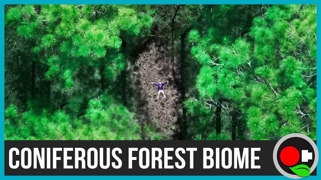 The Coniferous Forest Biome Explained Youtube