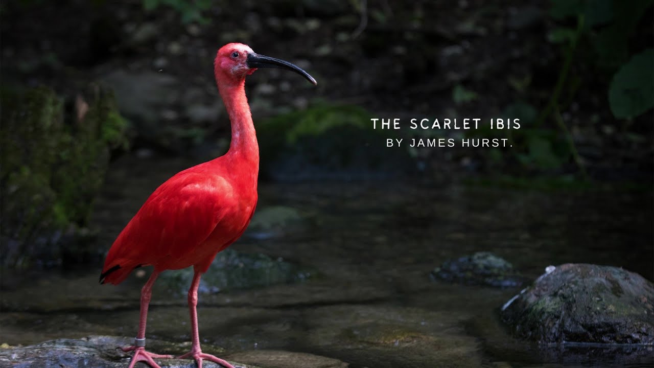 The Scarlet Ibis By James Hurst Is Narrated With Music Images And