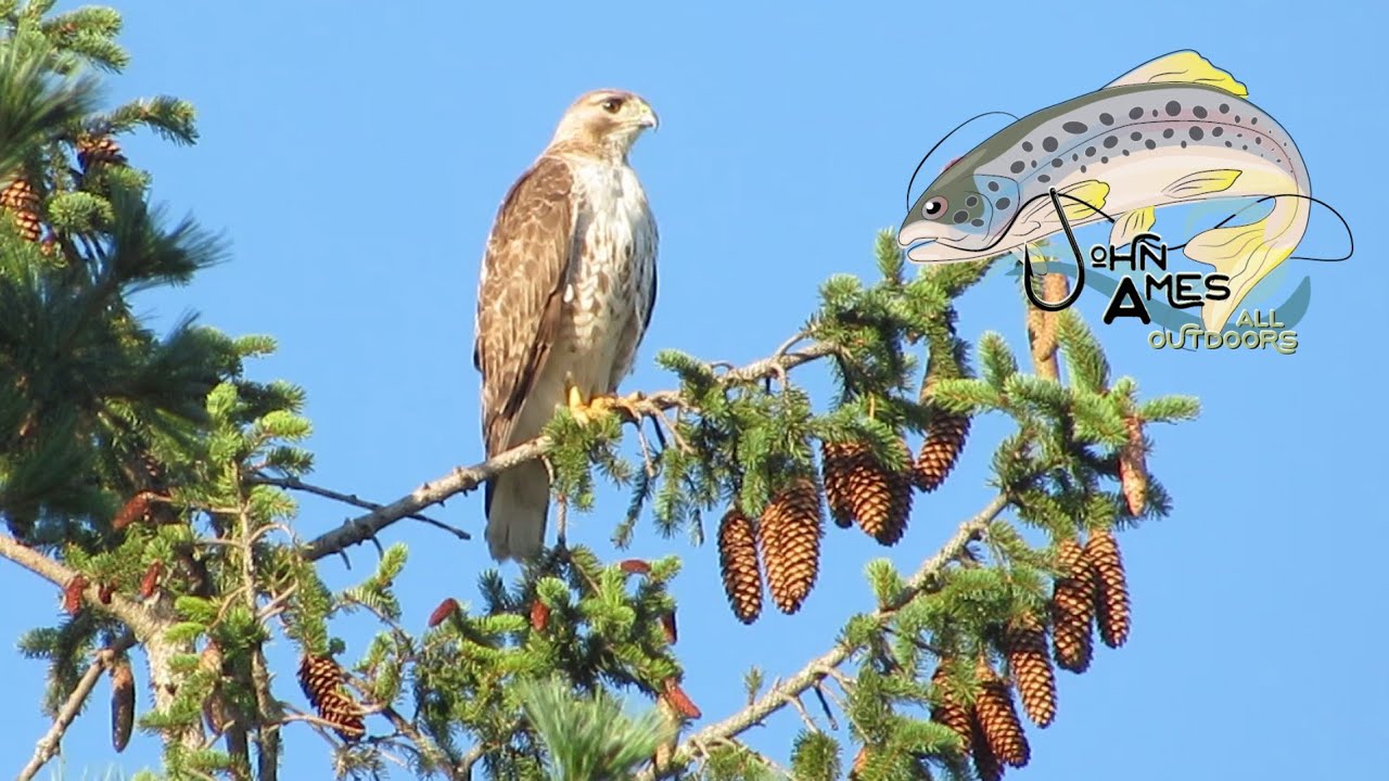 Red Tail Hawk Youtube