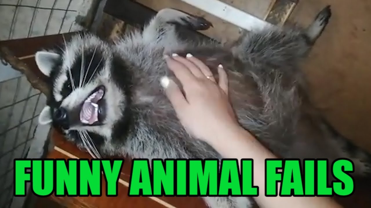 Funny Animal Fails Compilation Funny Videos Youtube