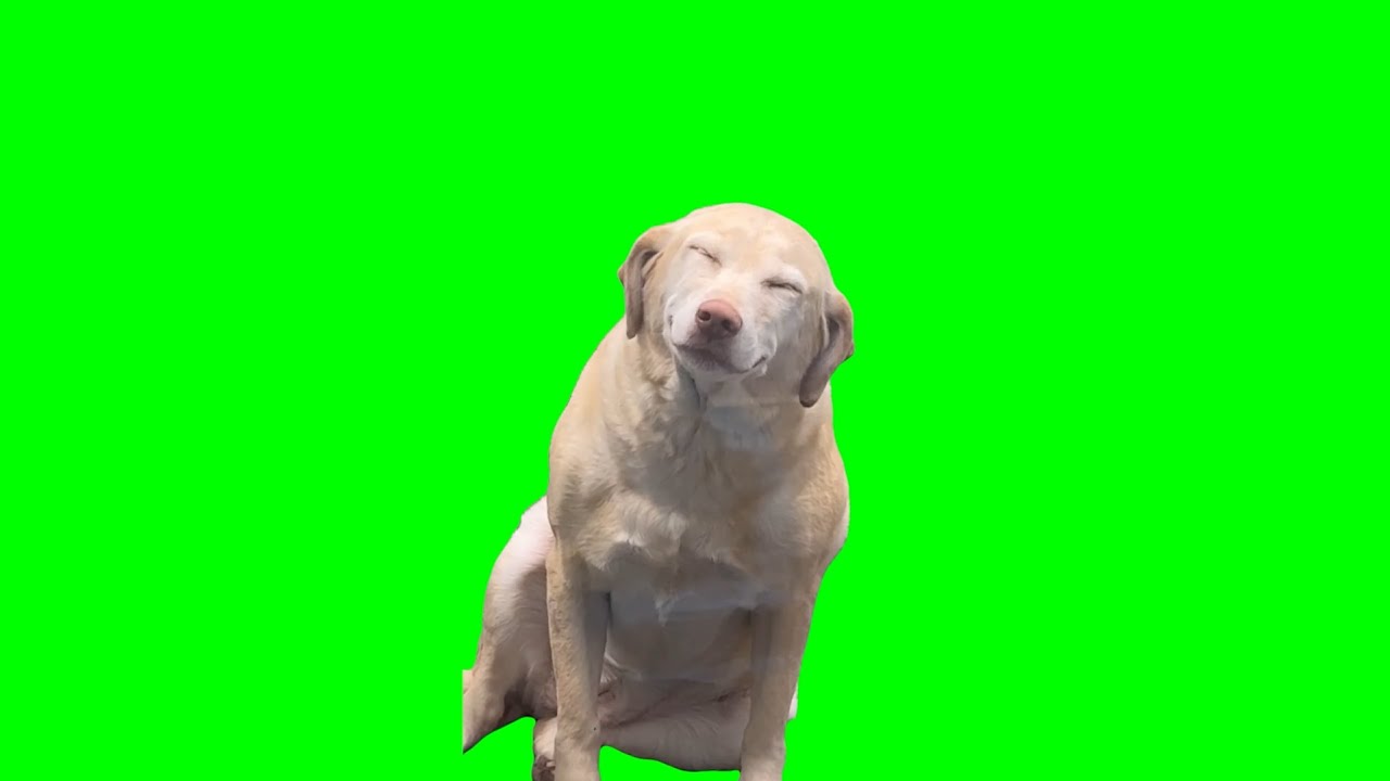 Green Screen Smiling Dog Meme Youtube