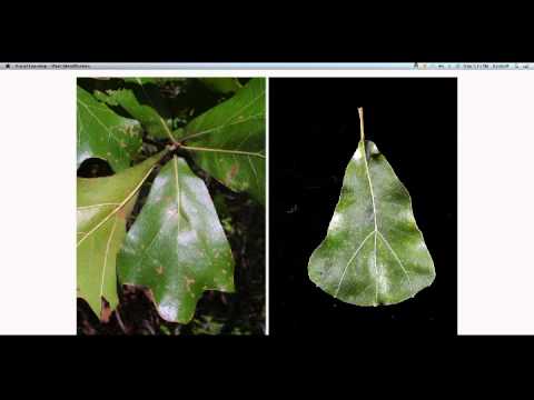 11 Tutorial Image Comparison Test Youtube