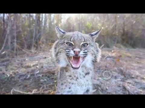 Bobcat Attack Youtube