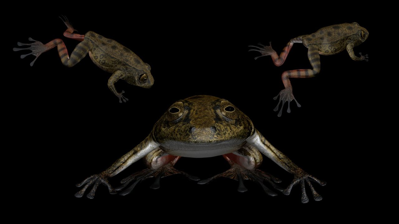 Jumping Frog Common Toad Youtube