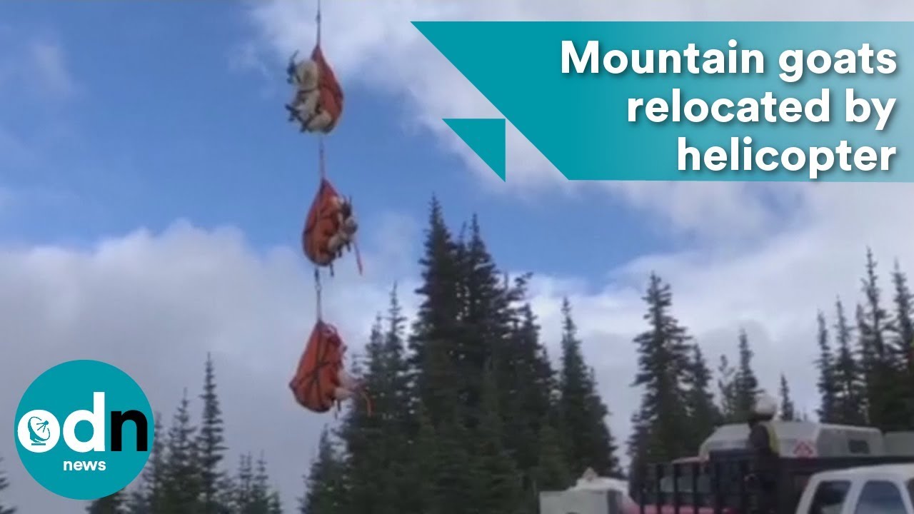 Mountain Goats Relocated By Helicopter Youtube