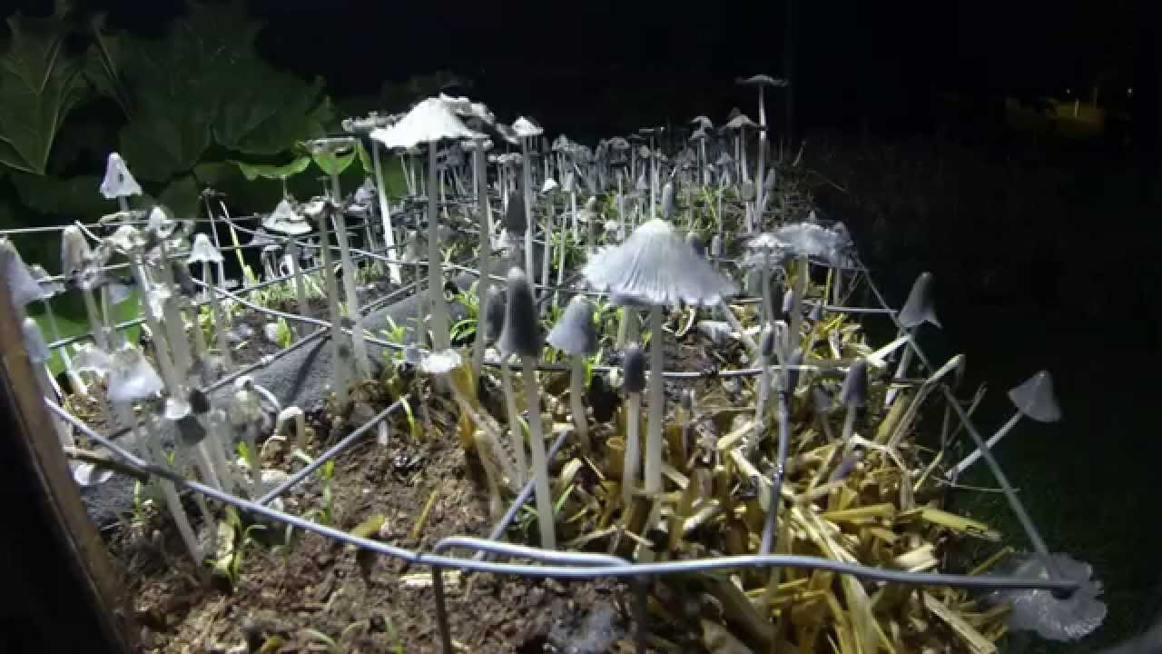 Mushroom Time Lapse Youtube