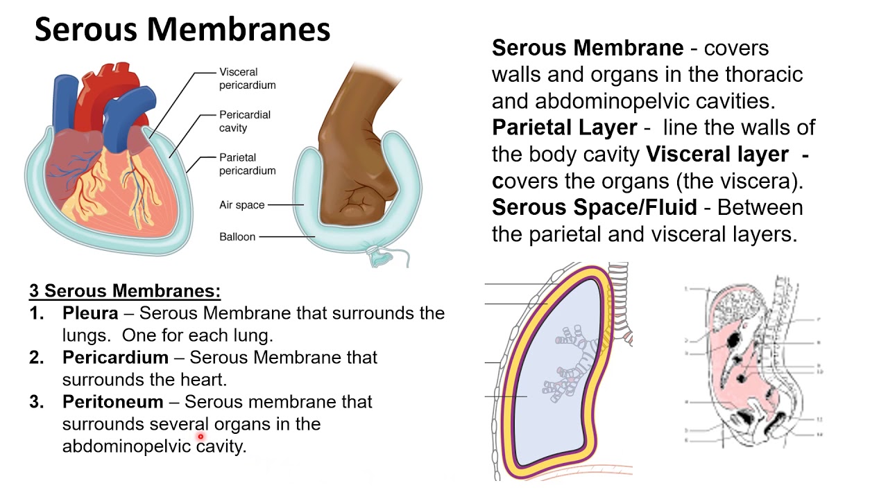 Chapter 1i Serous Membranes Youtube