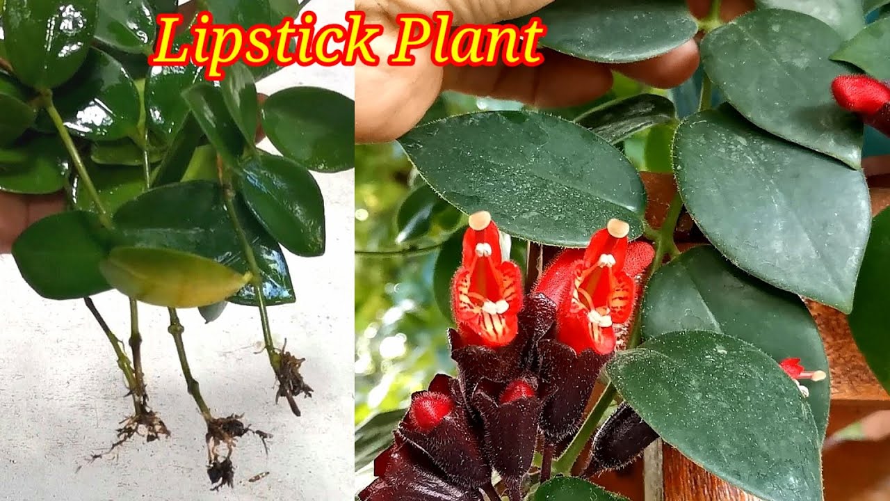 Propagate Lipstick Plant Made It Simple Aeschynanthus Radicans Simply