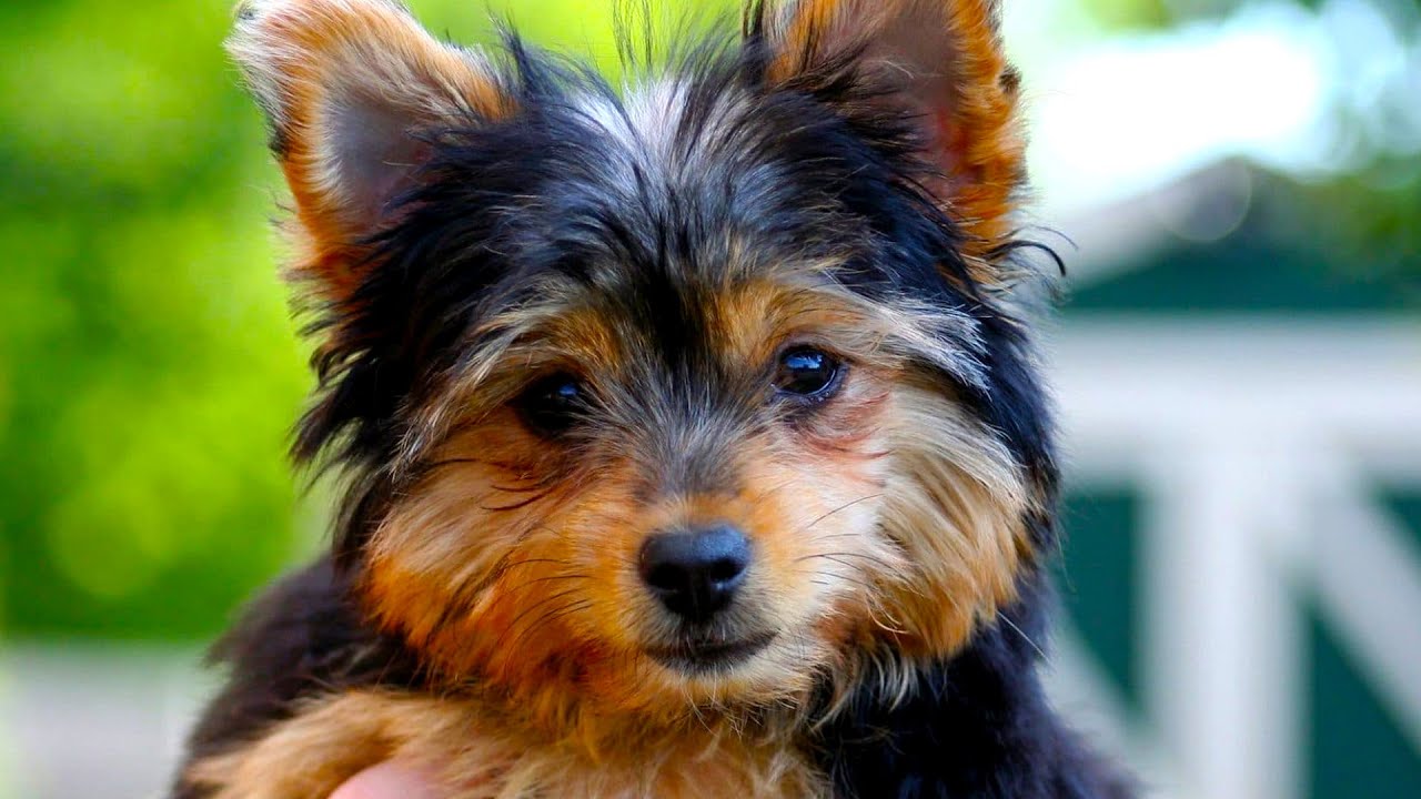 Chorkie The Ultimate Owner S Guide Compilation Video Youtube