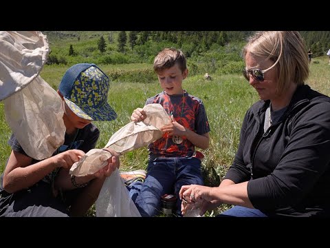 Nature Wy Collecting Insects Youtube