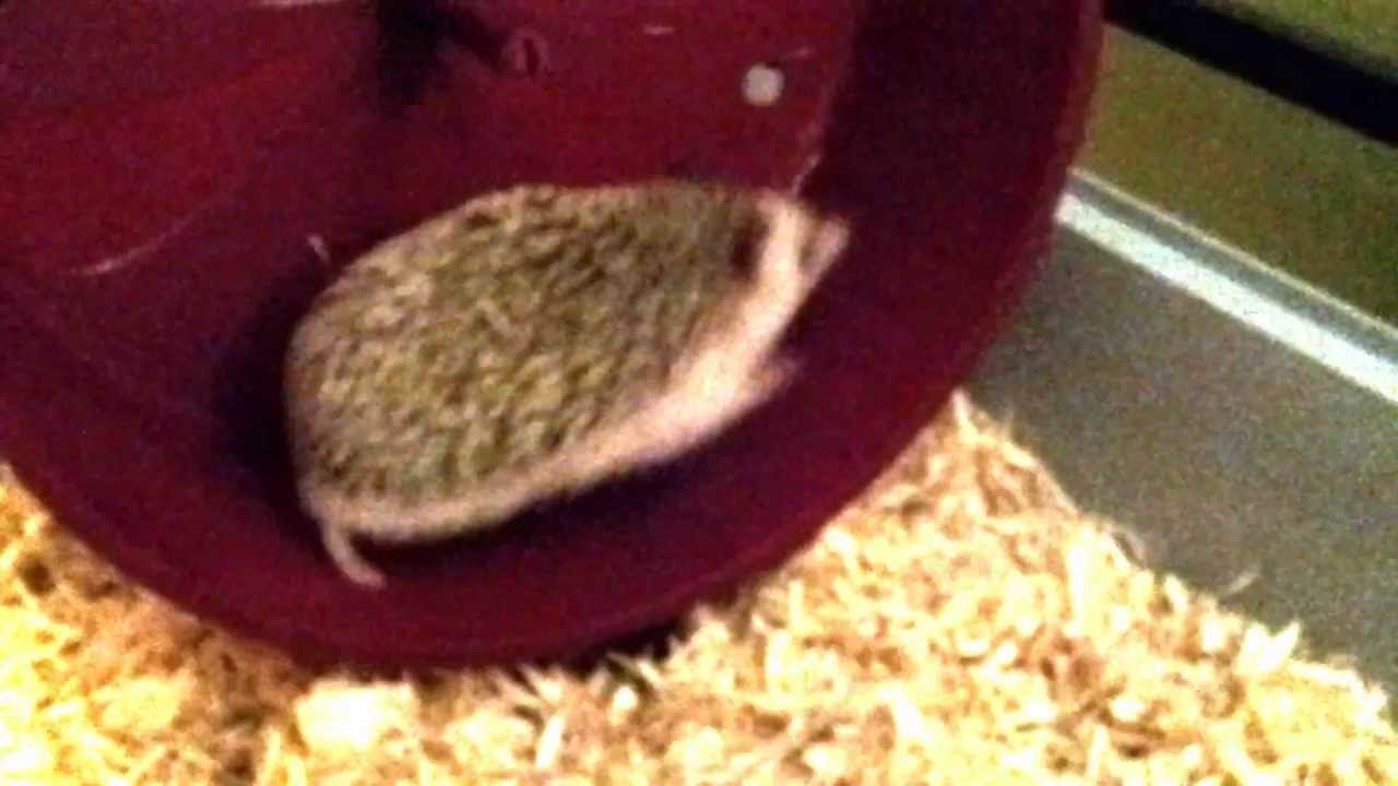 The Running Hedgehog Youtube