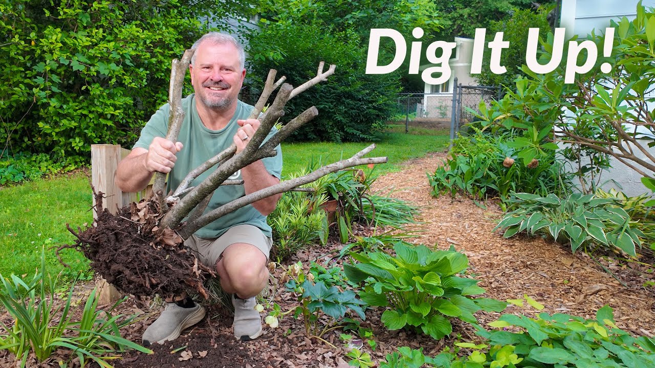 How To Remove An Old Established Shrub Youtube