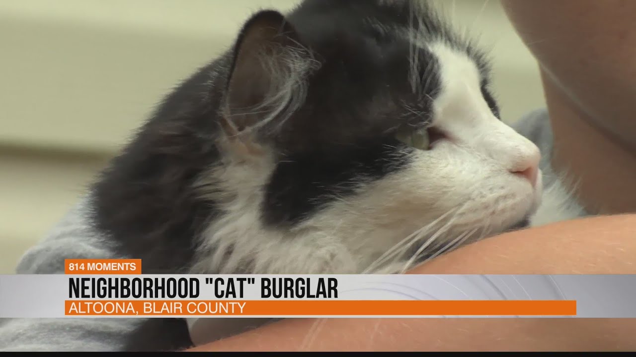 Neighborhood Cat Burglar Youtube