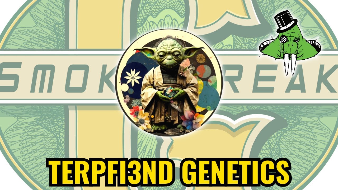 Terpfi3nd Genetics Northern California Youtube