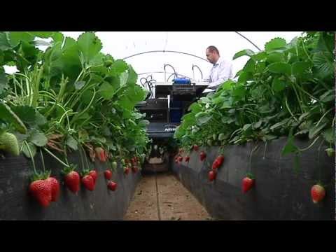 Agrobot Strawberry Harvester Youtube