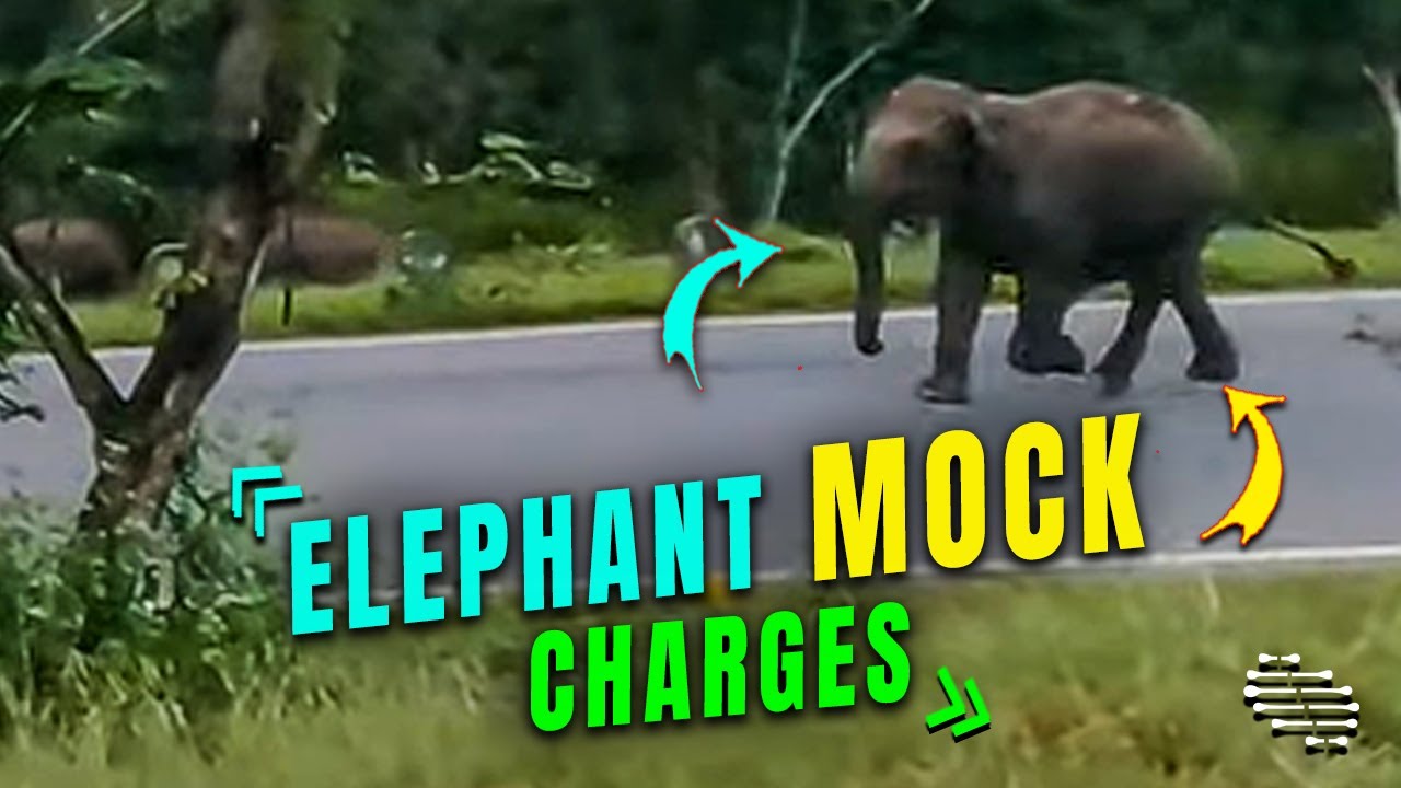 Elephant Mock Charges In A Reserve Forest Youtube