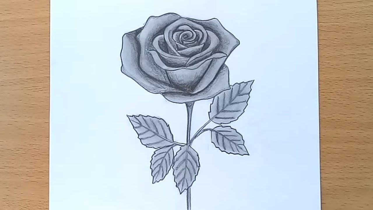 Rose Pencil Drawing Simple A Beginner S Guide To Creating Stunning
