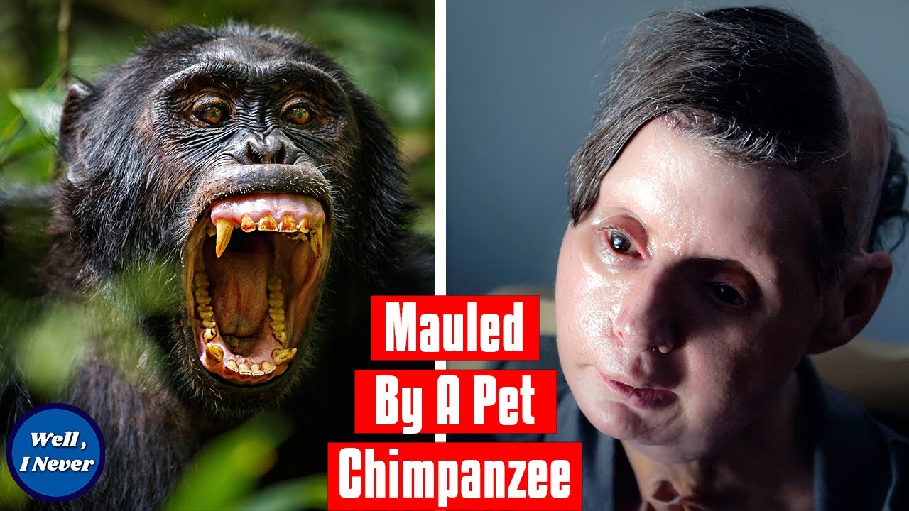 Chimpanzee Attack The Story Of Travis The Chimp And Charla Nash