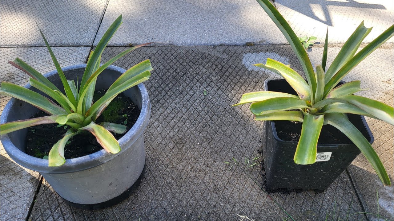 Indoor Tropical Plants And Cooking Is Live Quick Live Trimming