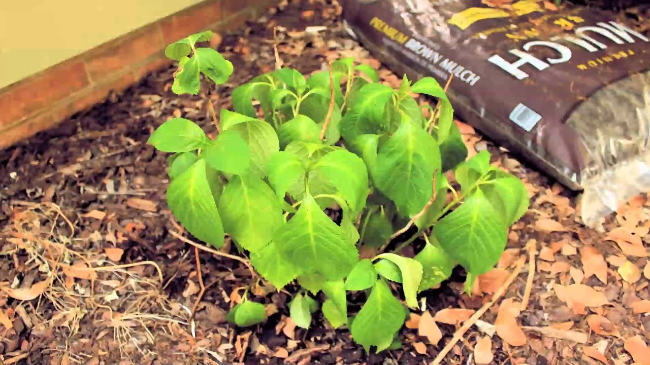 Annabelle Hydrangea Growth Stages