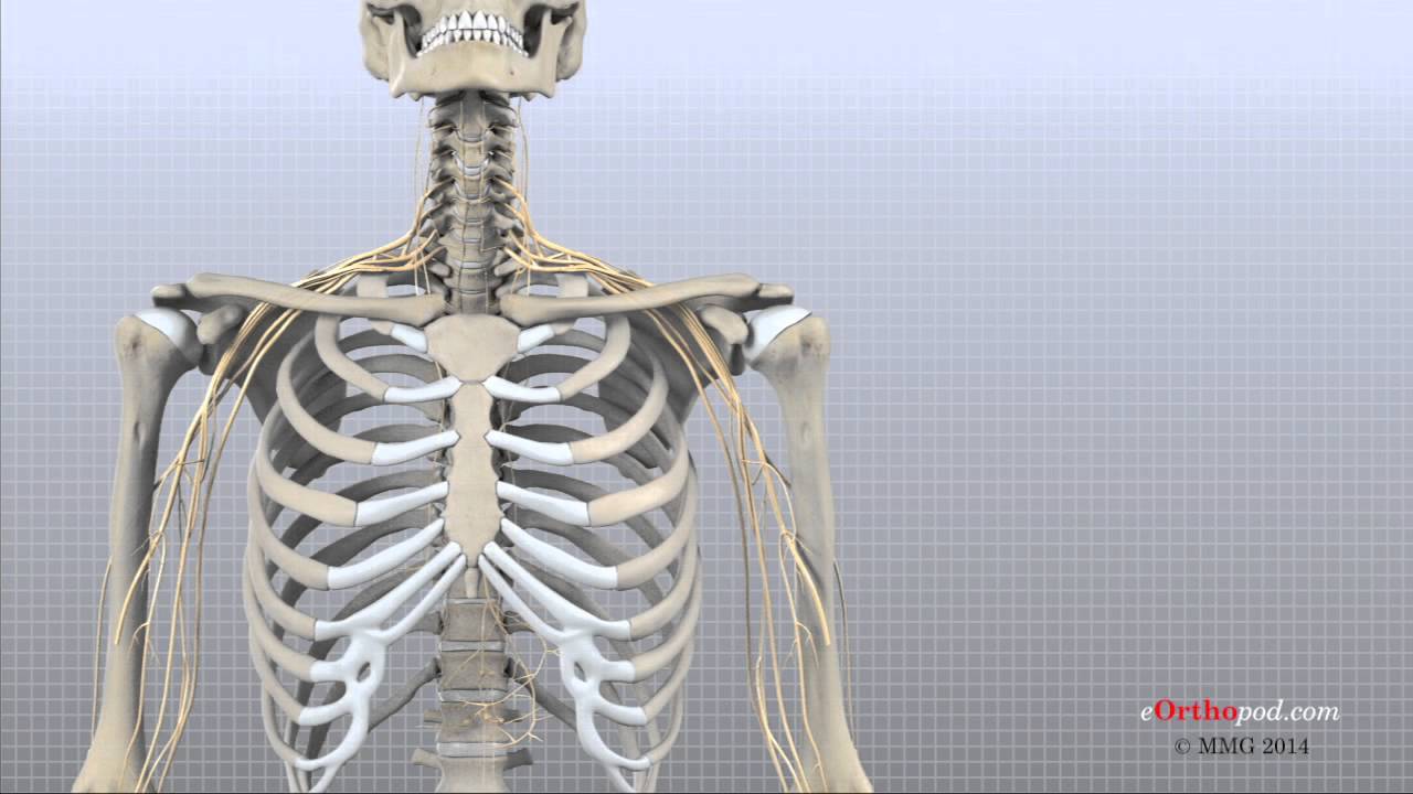 Cervical Spine Anatomy Eorthopod