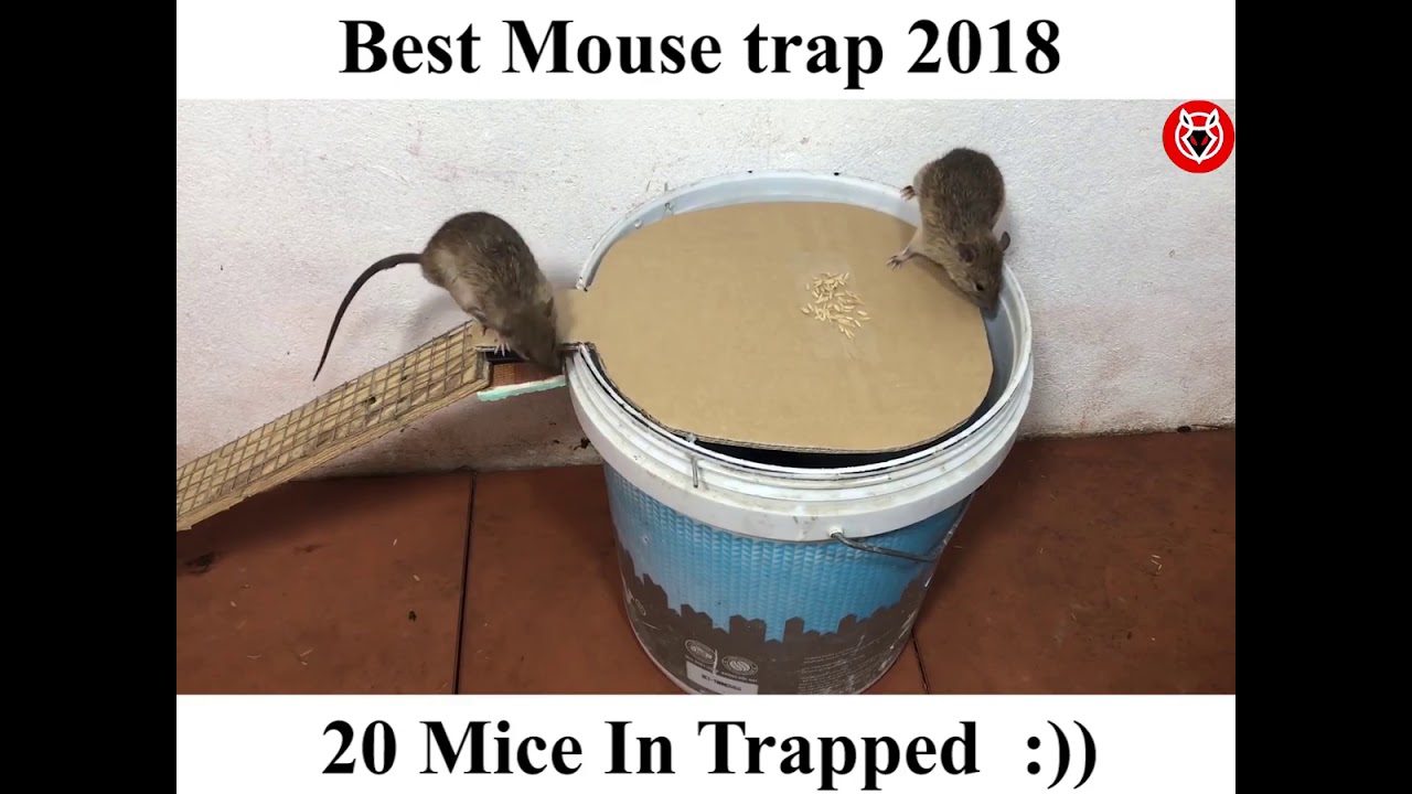 5 Easy Mouse Rat Trap 1 Day 20 Rats Youtube