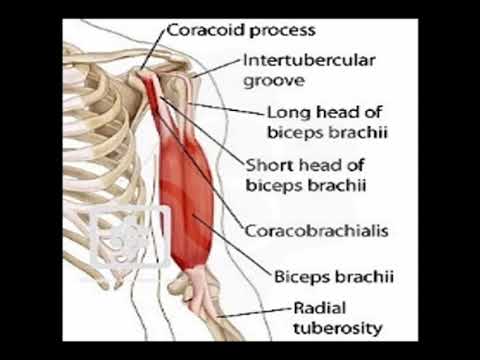 Two Minutes Of Anatomy Bicipital Groove Youtube