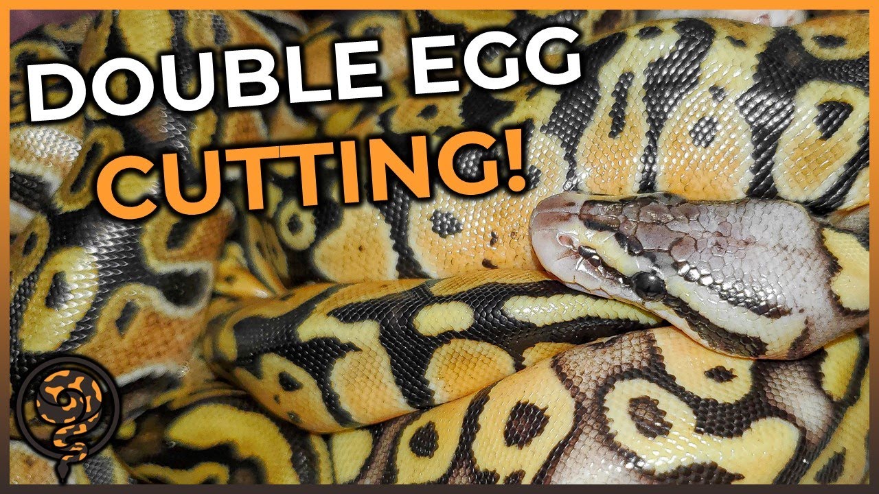 They Re Jumping Out Of Their Eggs Double Ball Python Egg Cutting