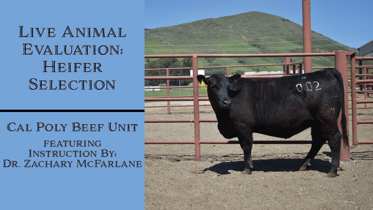 Live Animal Evaluation Heifer Selection Intro To Beef Youtube