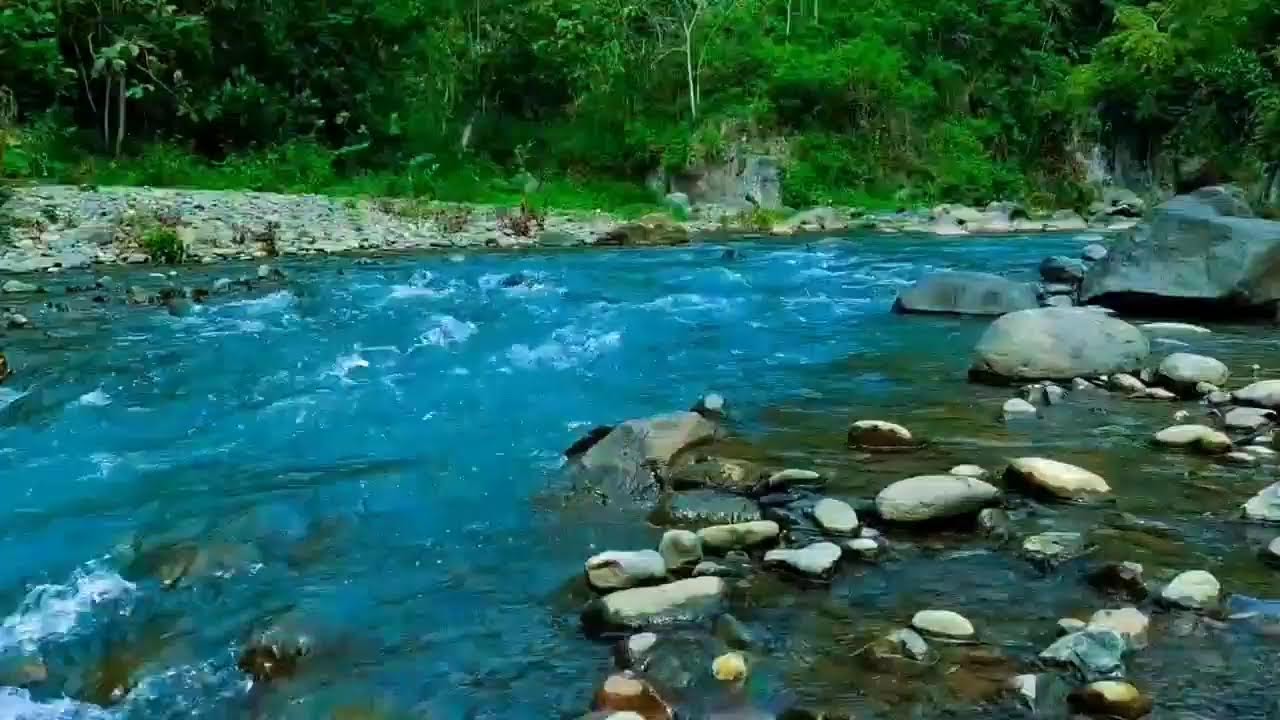 Asmr Birds Singing Water Sounds Forest Ambience Youtube