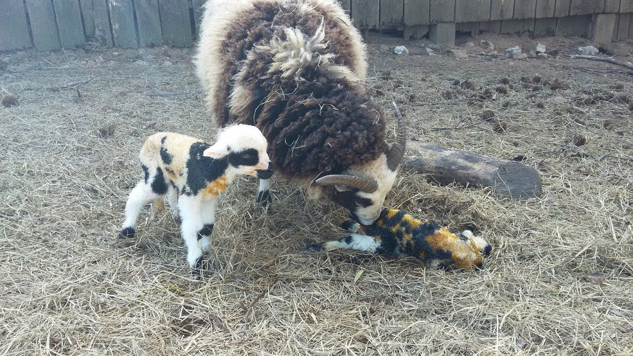 Jacob Sheep Giving Birth Youtube