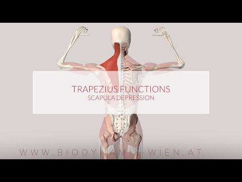 Trapezius Muscle Functions Scapula Depression 3d Animation Youtube