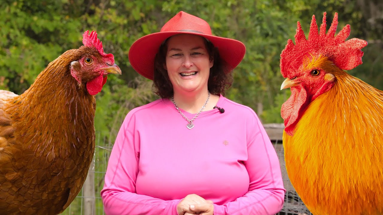 Do Chickens Need Roosters For Eggs