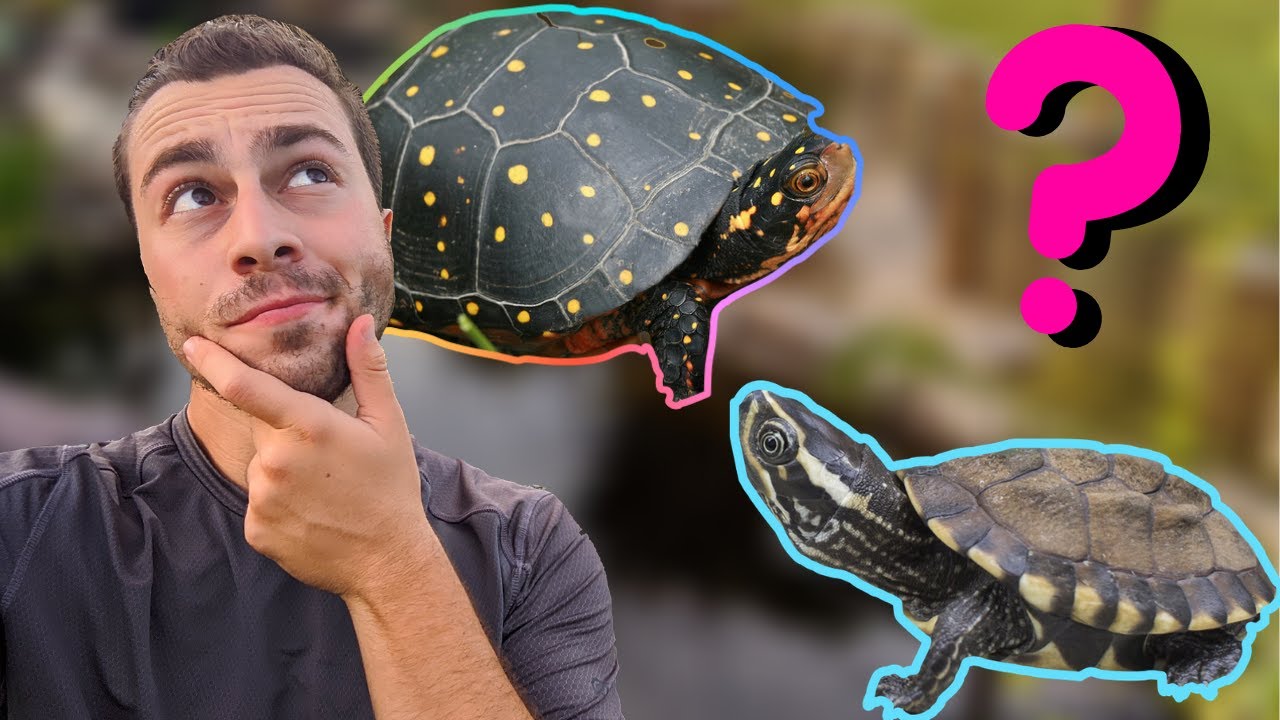 Pet Turtles That Stay Small Youtube
