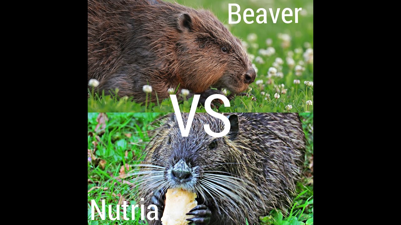 Beaver Vs Nutria A Tale Of Tails Youtube