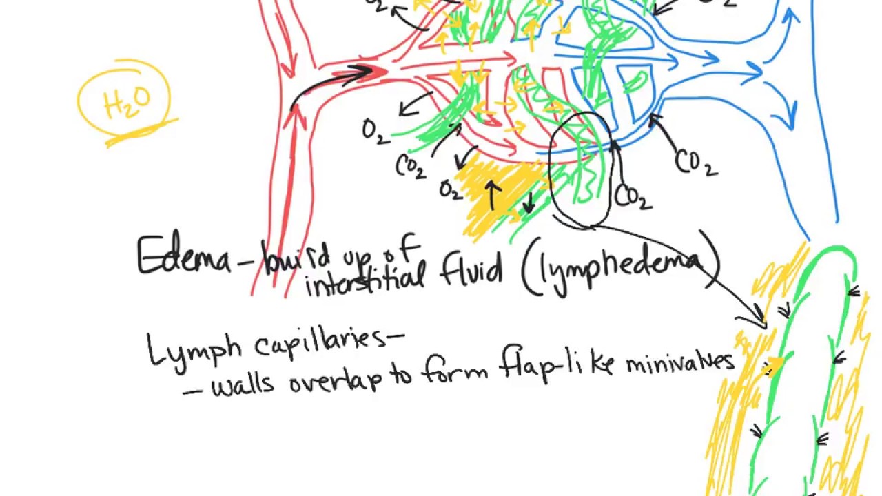 Bio 160 Lymphatic System Lecture Youtube